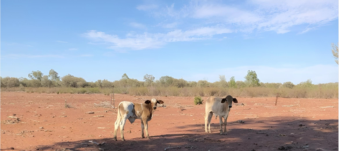 Mulga Country
